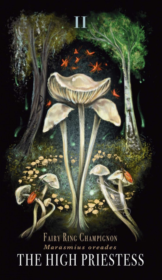 Midnight Magic: A Tarot Deck of Mushrooms купить – КАРТЫ ТАРО